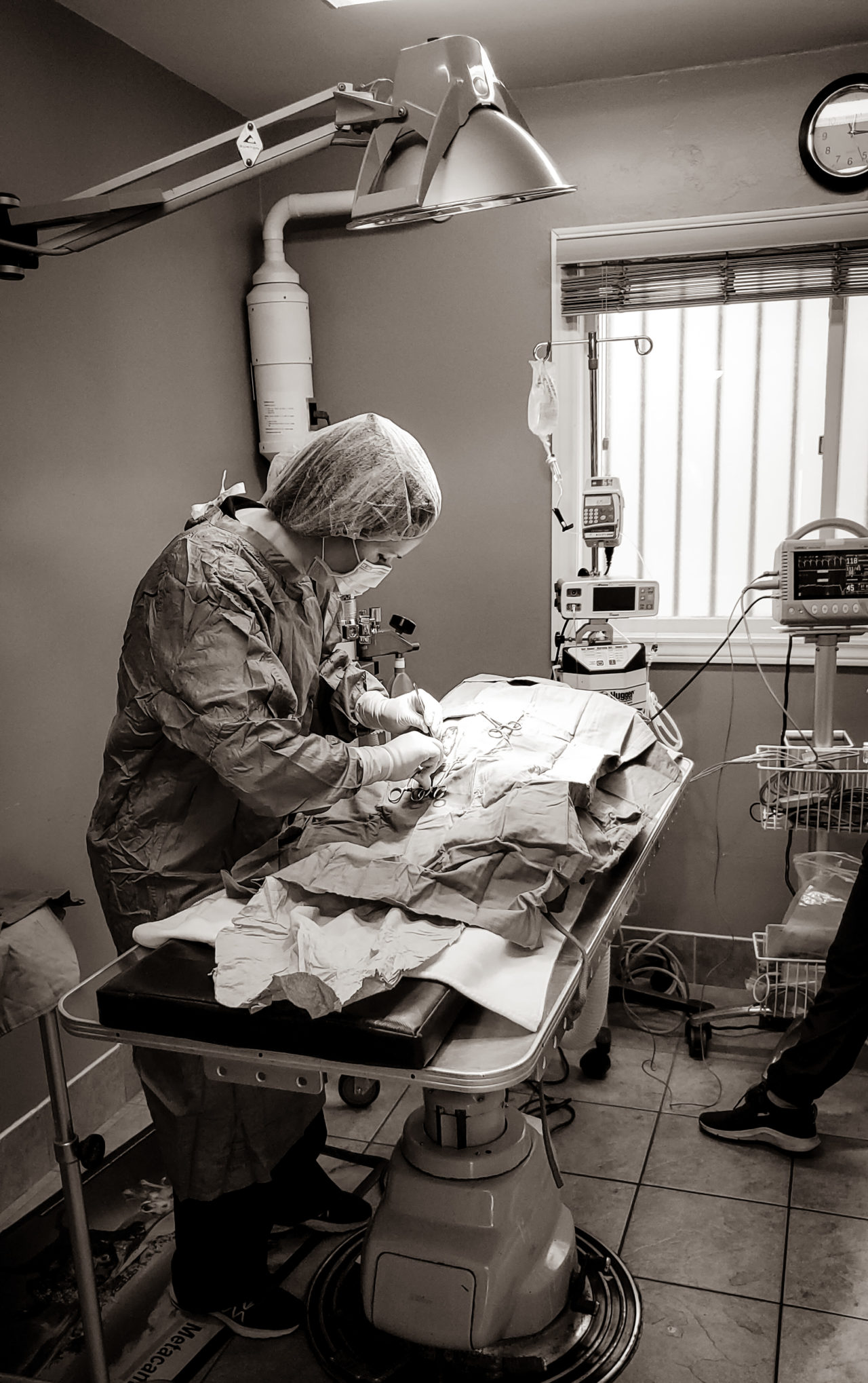 Pet Surgery Kitchener, ON | St. Francis Animal Clinic