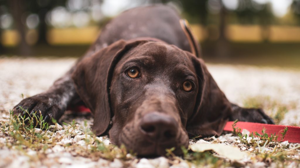 Reasons That Can Cause Diarrhea in Dogs | St. Francis Animal Clinic